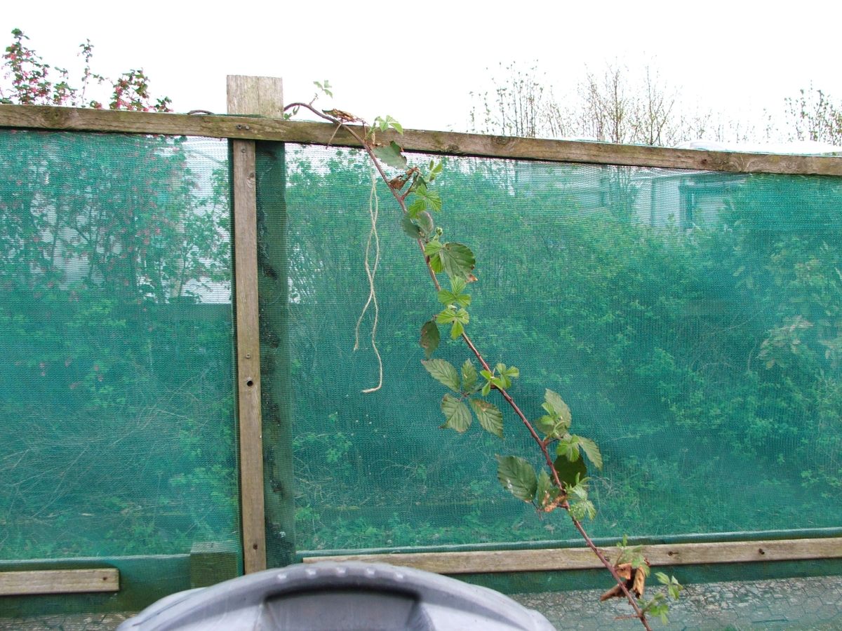 A quick plot update – my slice of life blog